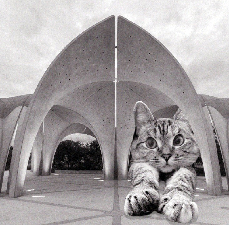 'Cats of Brutalism' Goes Wild! | Eichler Network