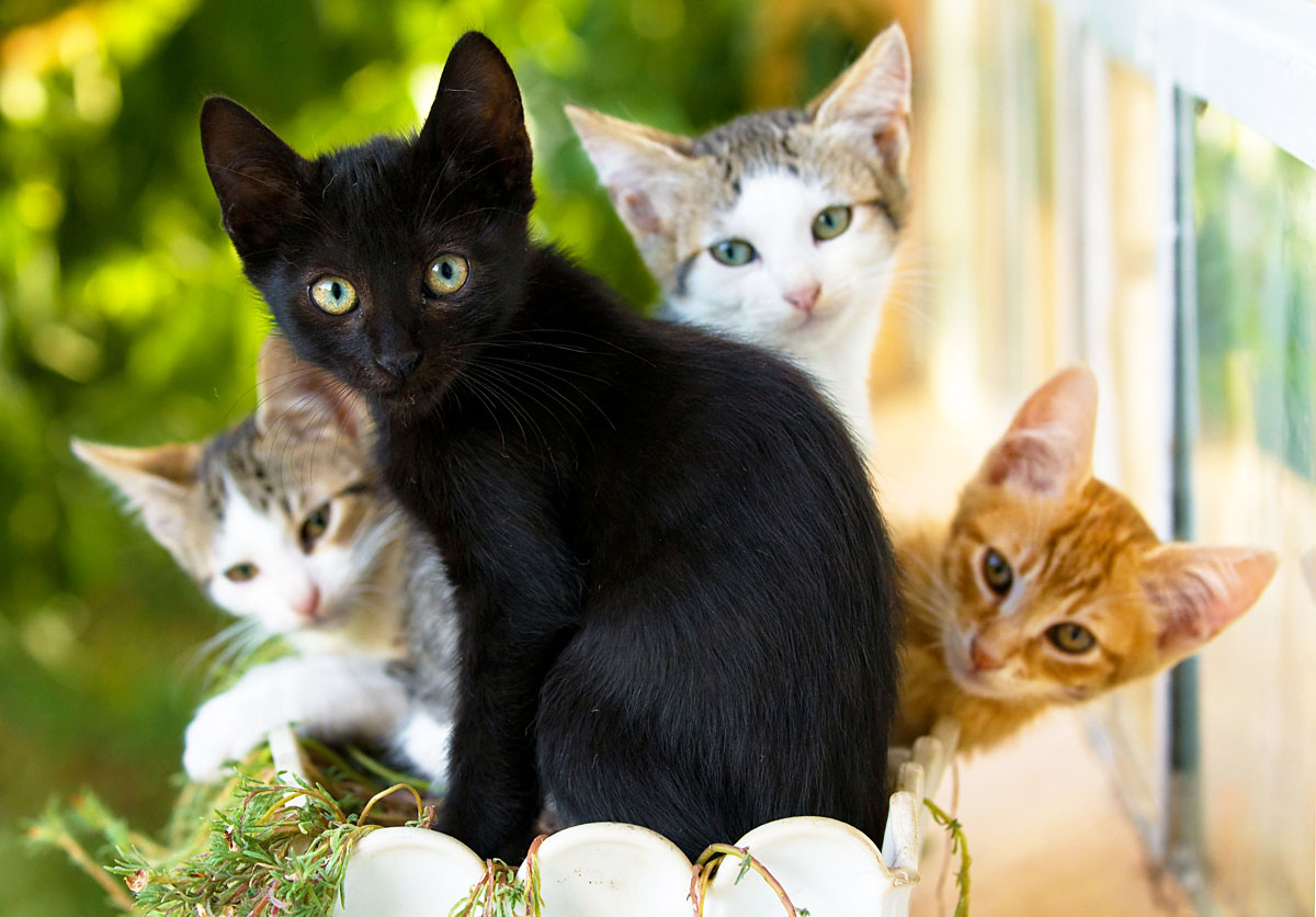 Hazards Await Cats Outdoors - Page 2 | Eichler Network